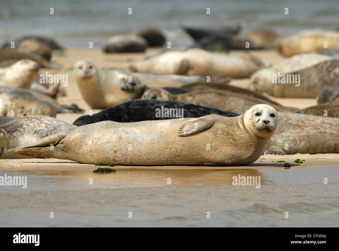 Lots of seals hi-res stock photography and images - Alamy