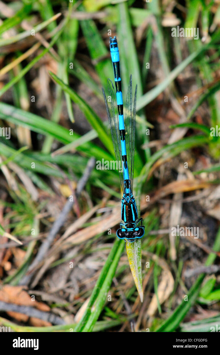 Blue And Black Damselfly
