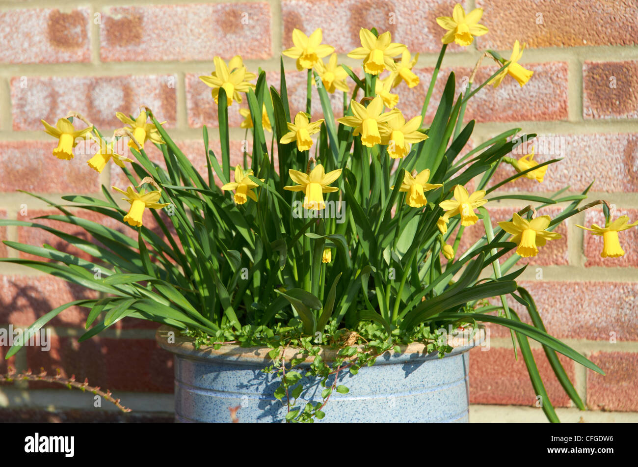 Spring daffodils in an English garden Stock Photo - Alamy