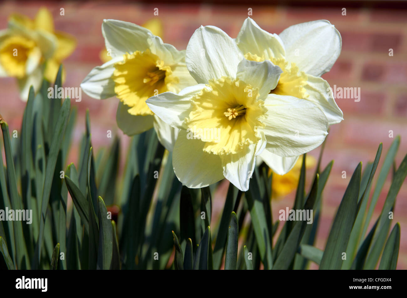 Spring daffodils in an English garden Stock Photo - Alamy