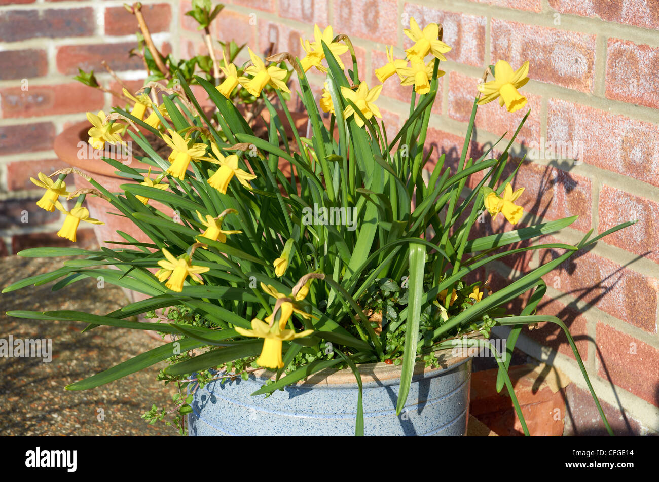 Spring daffodils in an English garden Stock Photo - Alamy