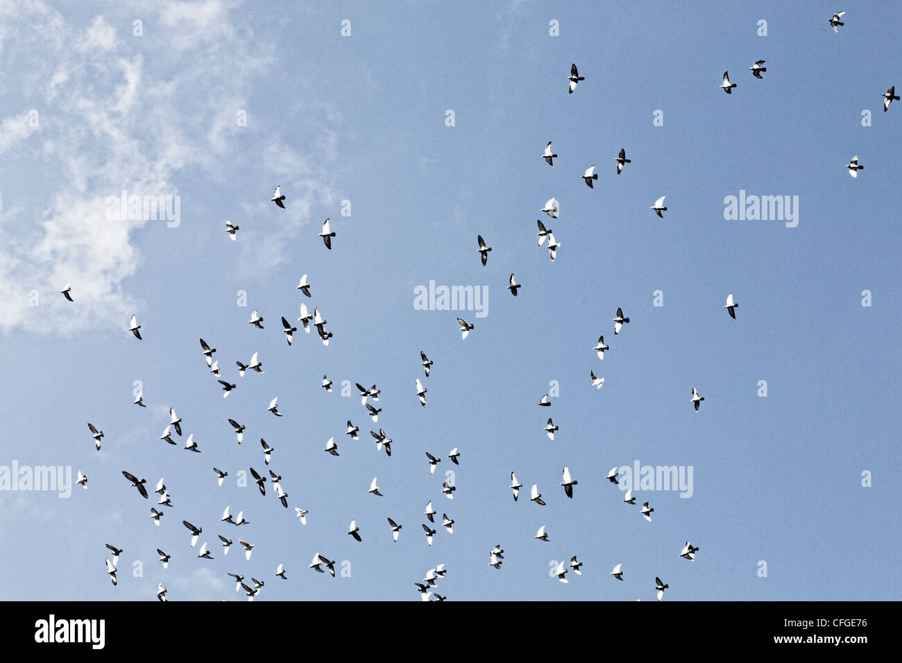 Pigeon pigeons bird birds hi-res stock photography and images - Alamy