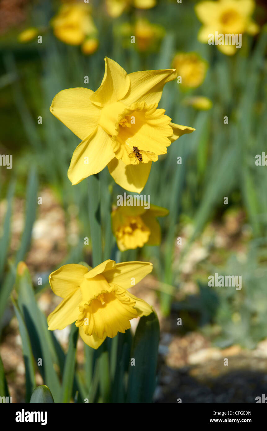 Spring daffodils in an English garden Stock Photo - Alamy