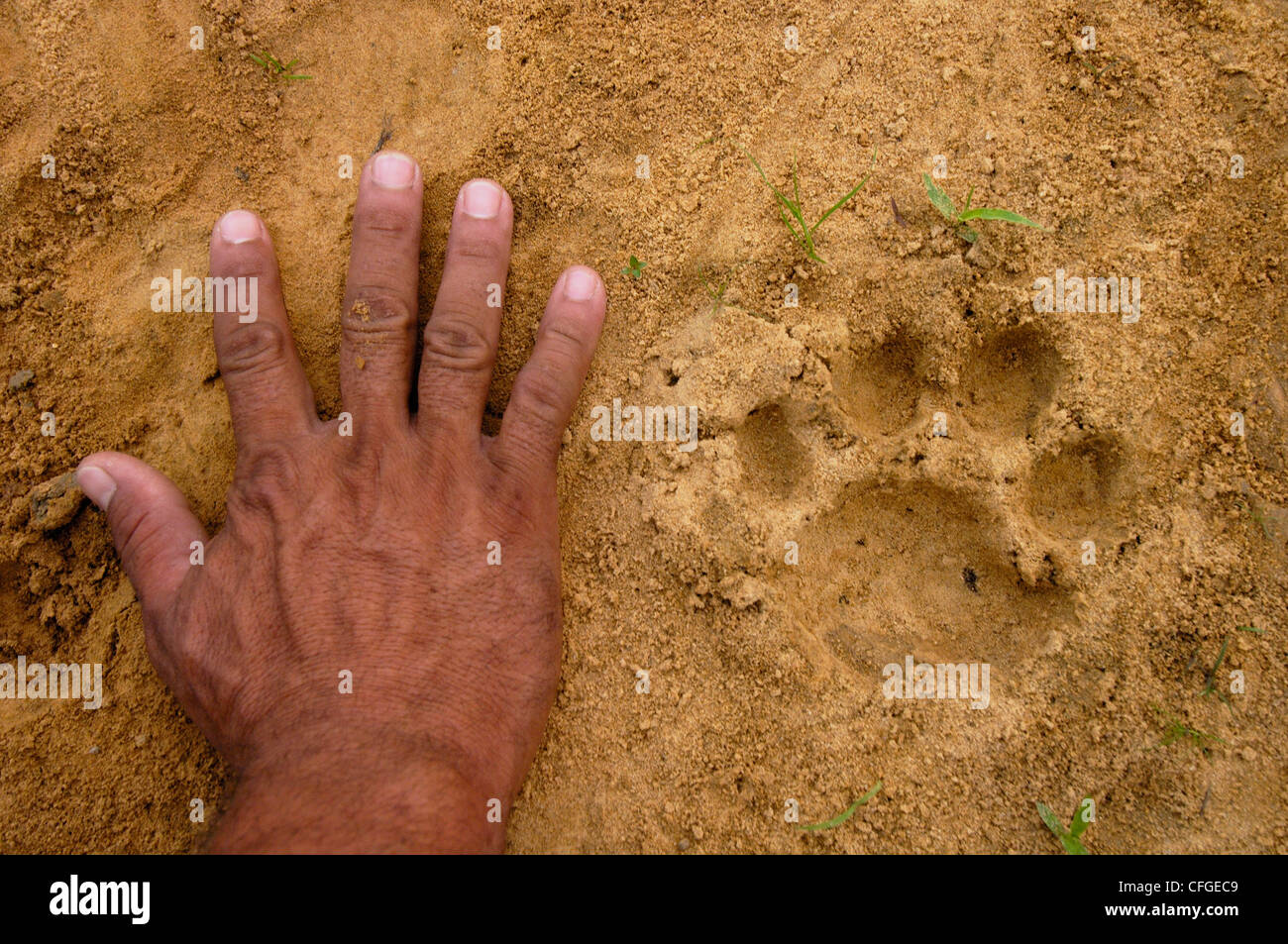Jaguar footprint hi-res stock photography and images - Alamy