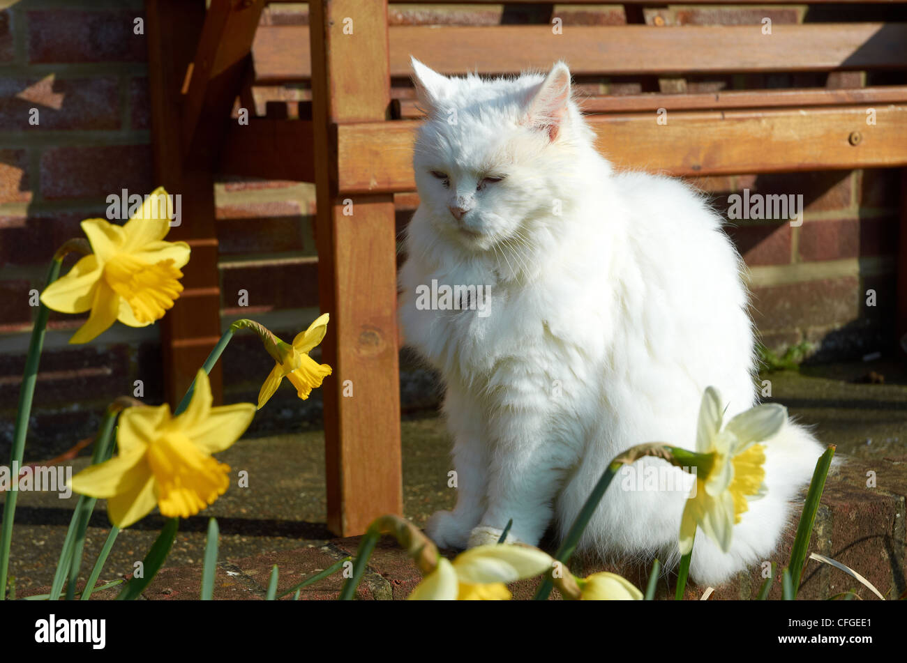 Long-haired white cat in garden with yellow daffodils Stock Photo - Alamy