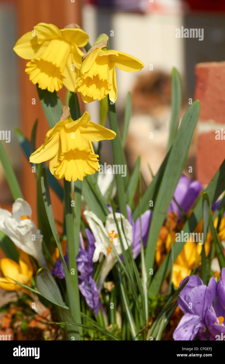 Spring daffodils in an English garden Stock Photo - Alamy