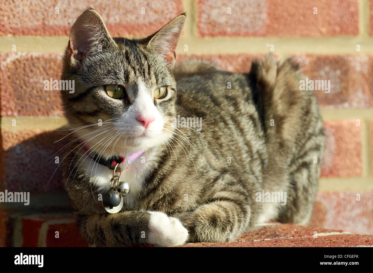 Cat sunning hi-res stock photography and images - Alamy