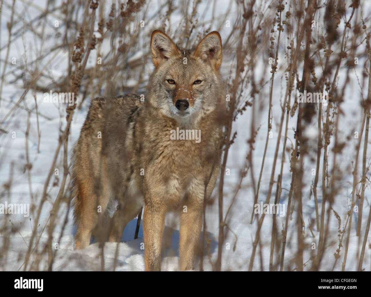 Coyote hunting in snowy field Ohio Stock Photo - Alamy