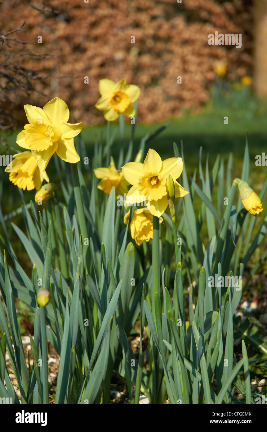 Spring daffodils in an English garden Stock Photo - Alamy