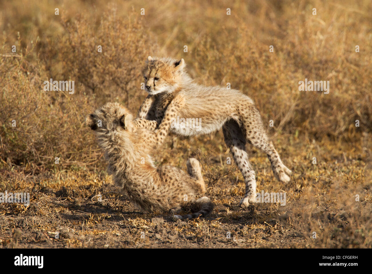 cheetah clubs playing Stock Photo - Alamy