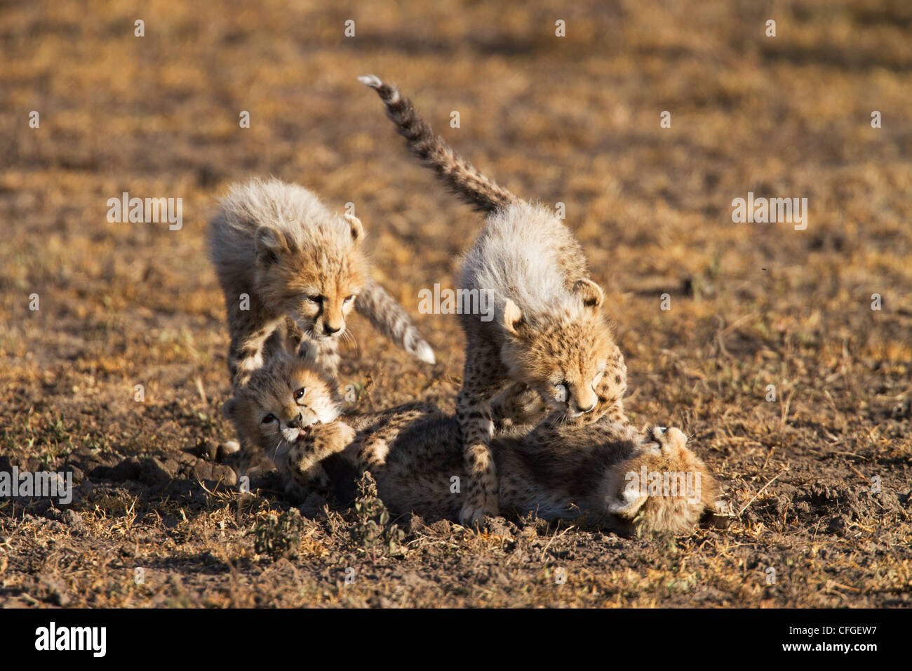 Playing Cheetah High Resolution Stock Photography and Images - Alamy
