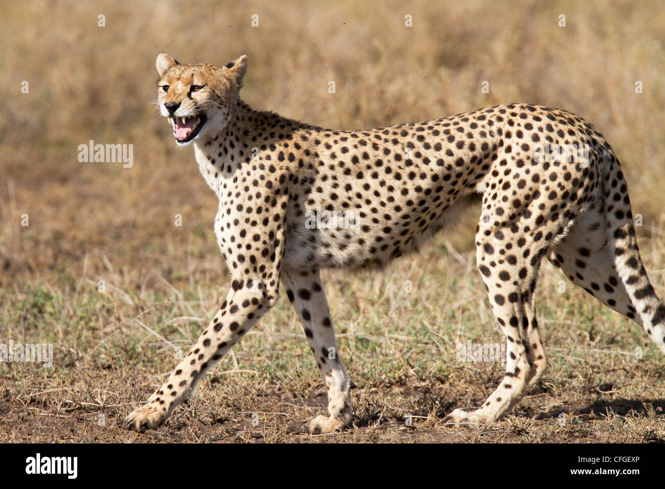 Female cheetah calling for her young Stock Photo - Alamy