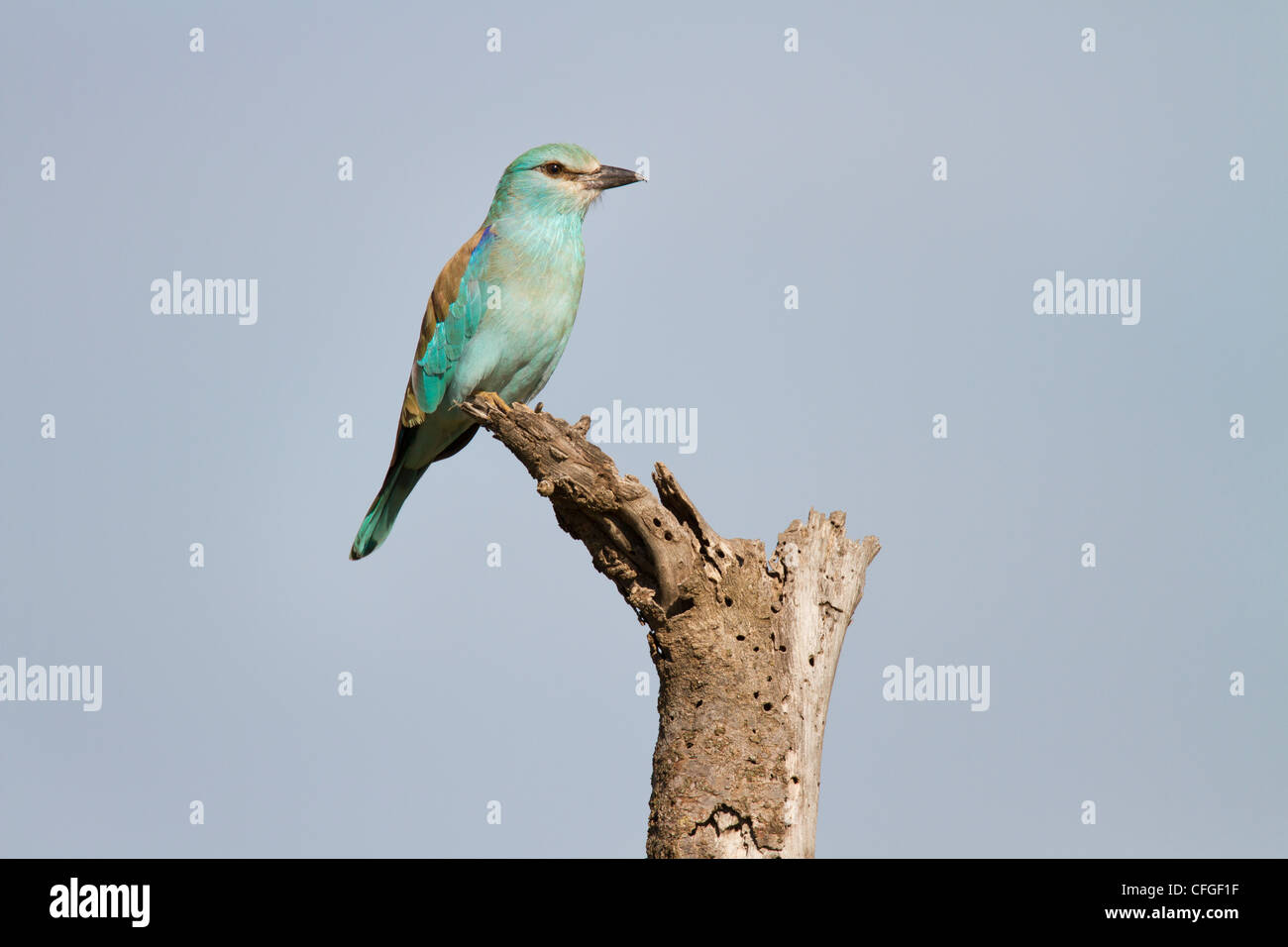 Roller birds hi-res stock photography and images - Alamy