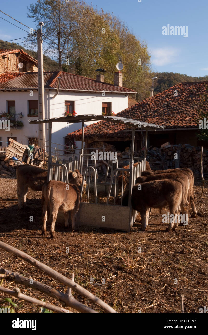 Spain, farm, cows Stock Photo - Alamy