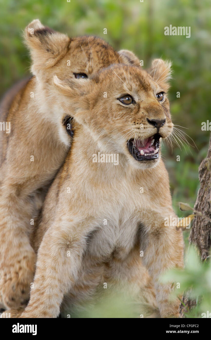 Lion cubs playing Stock Photo - Alamy