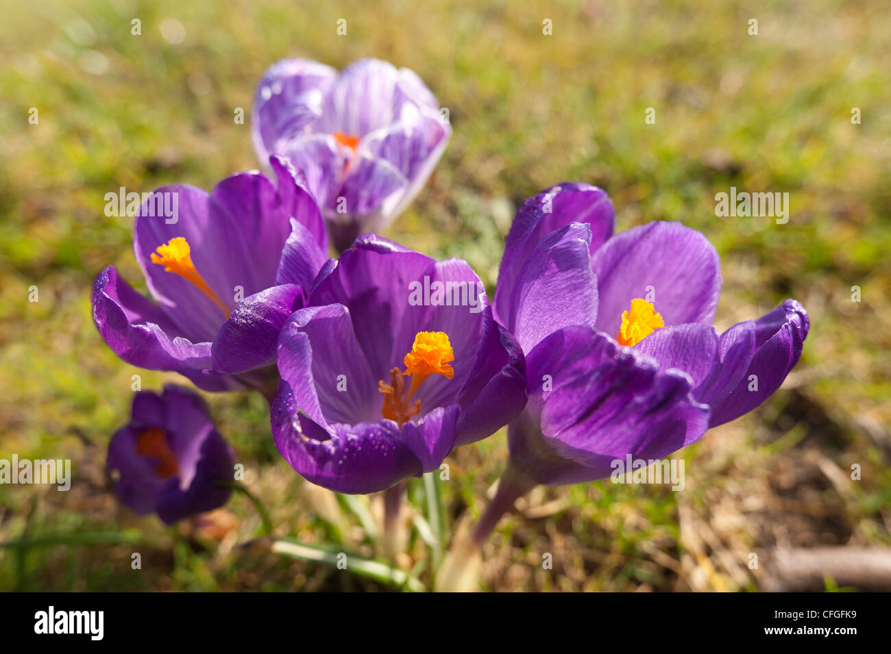 Purple and lilac crocuses Dutch form opening up between showers on an ...