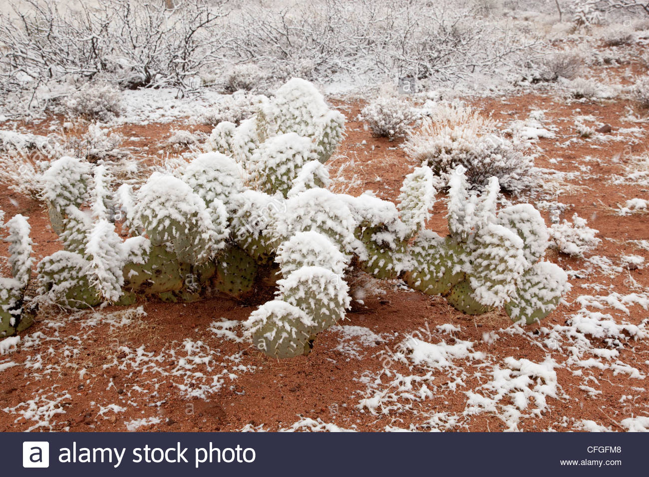 Prickly Pear Cactus Arizona Stock Photos & Prickly Pear Cactus Arizona ...