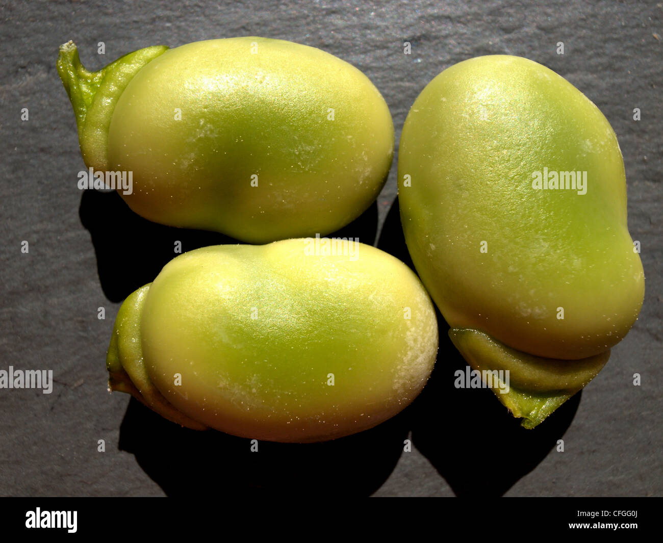 Freshly harvested broad beans (Reina Mora) against a grey slate ...