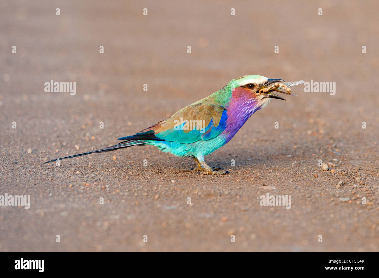 Insect eating birds hi-res stock photography and images - Alamy