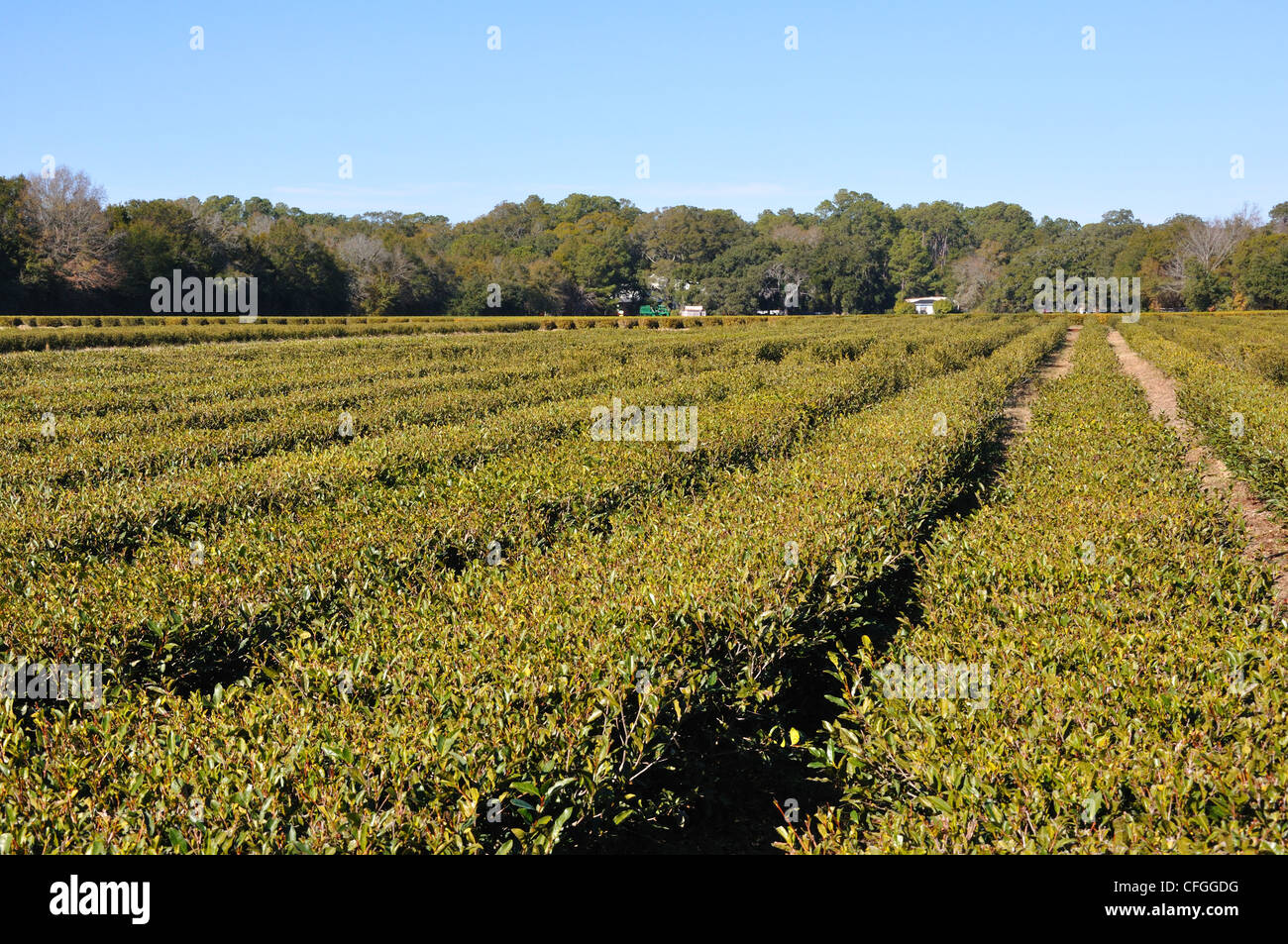 The Charleston Tea Plantation, South Carolina - the only place in the ...