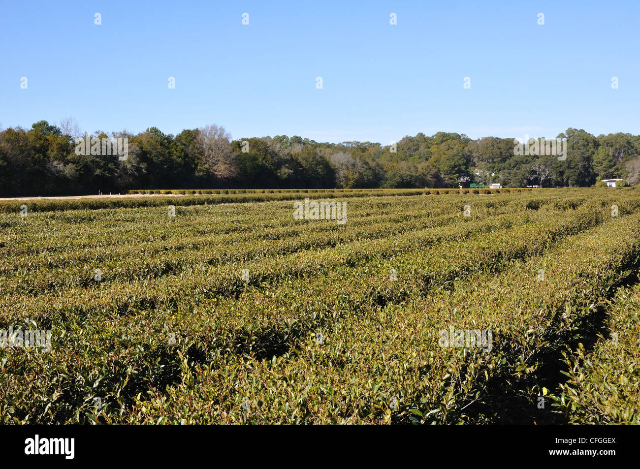 The Charleston Tea Plantation, South Carolina - the only place in the ...
