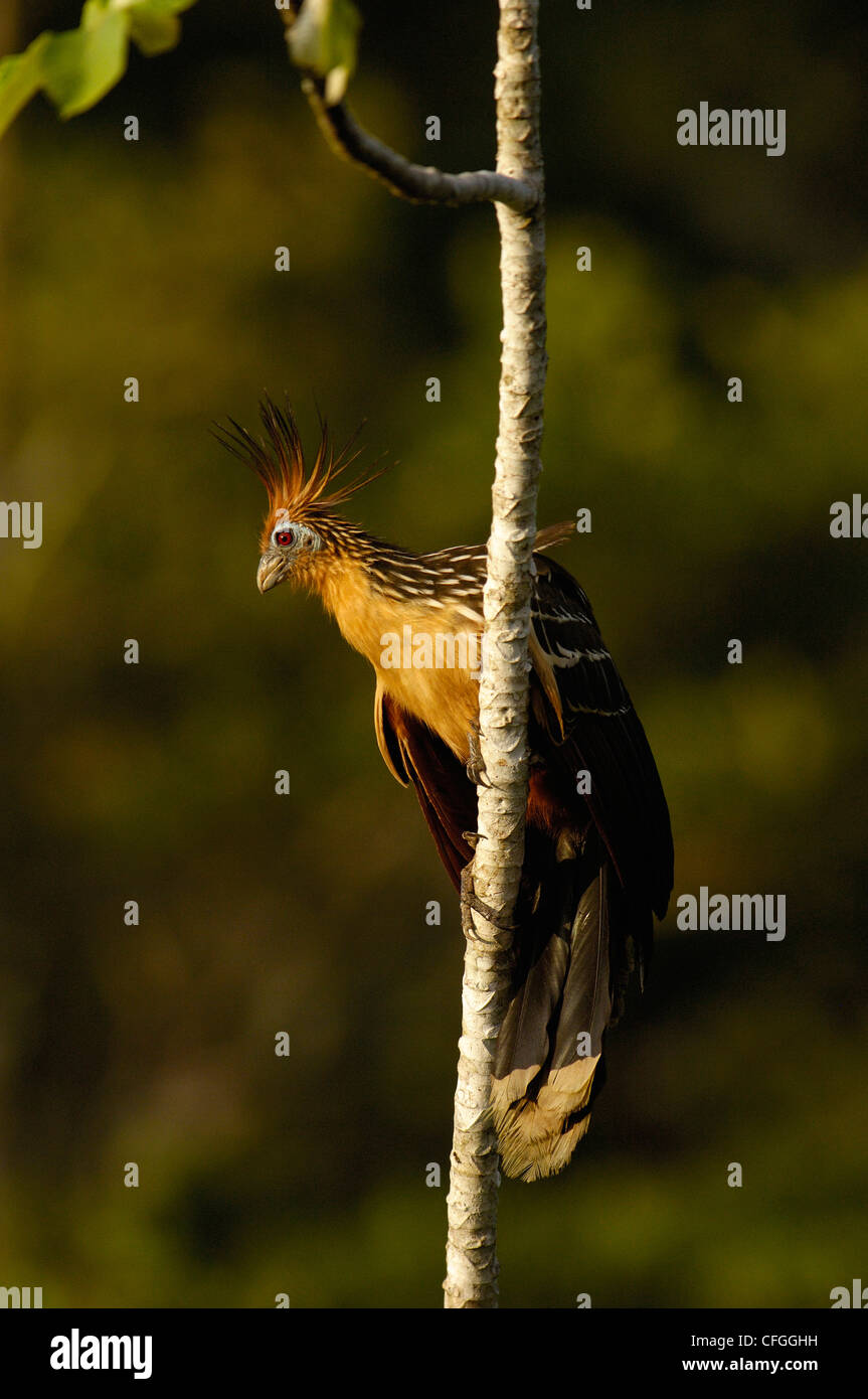 Hoatzin Bird High Resolution Stock Photography and Images - Alamy