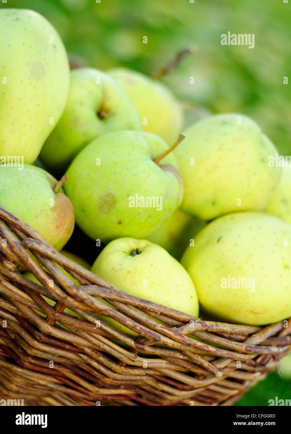 Basket of rotten apples hi-res stock photography and images - Alamy