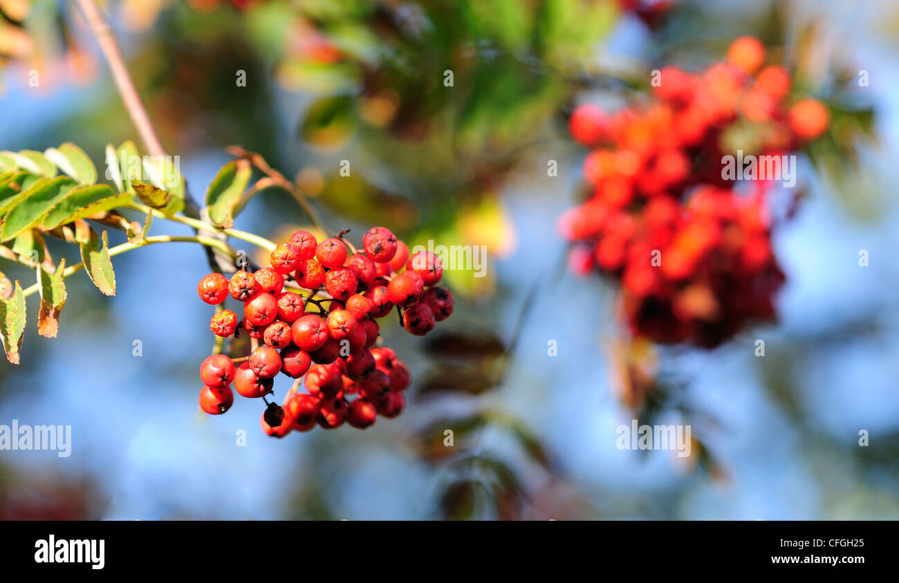 Closeup view to the red rowan tree Stock Photo - Alamy