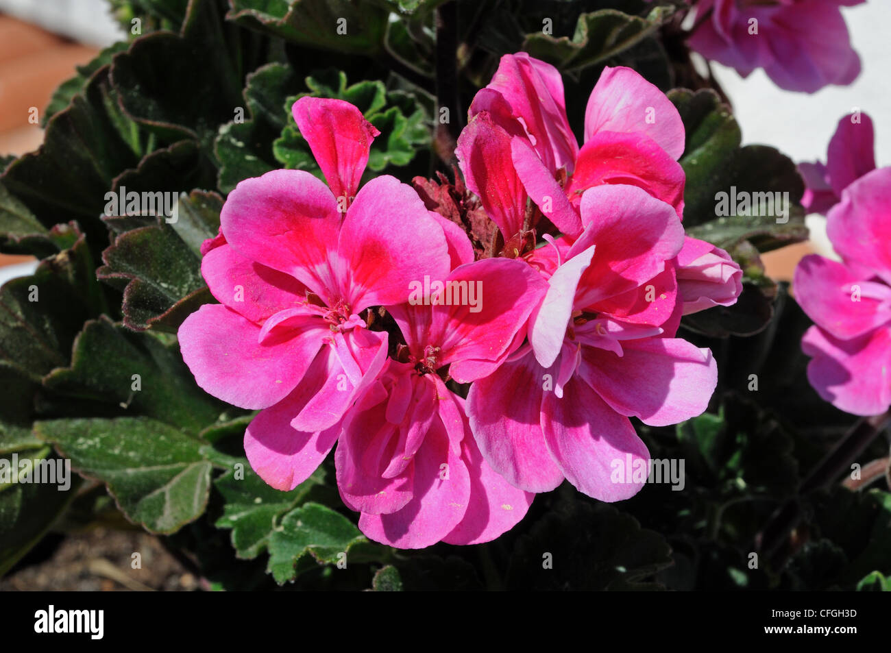 Pink geranium, Andalucia, Spain, Western Europe Stock Photo - Alamy