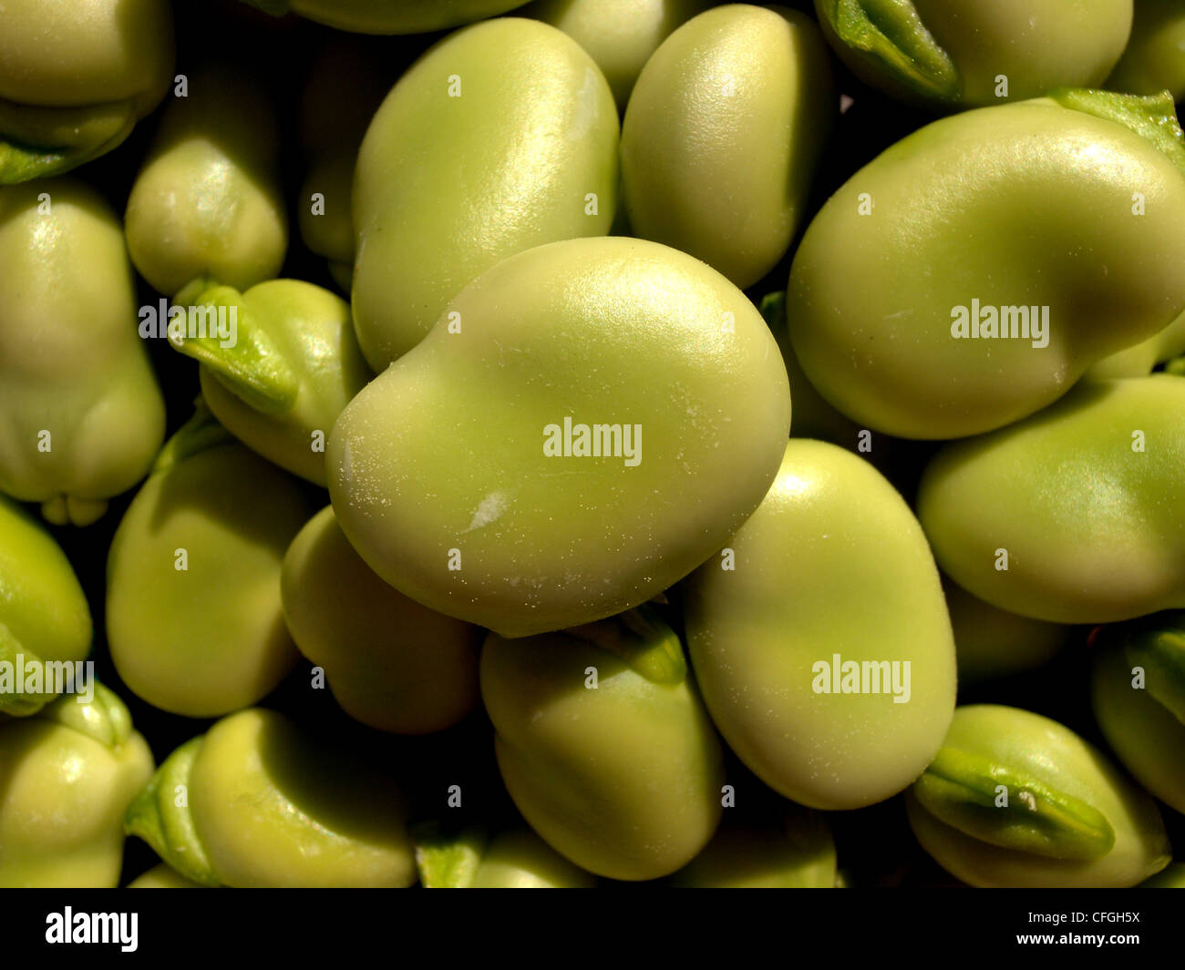Freshly harvested broad beans (Reina Mora), England, UK, Western Europe ...