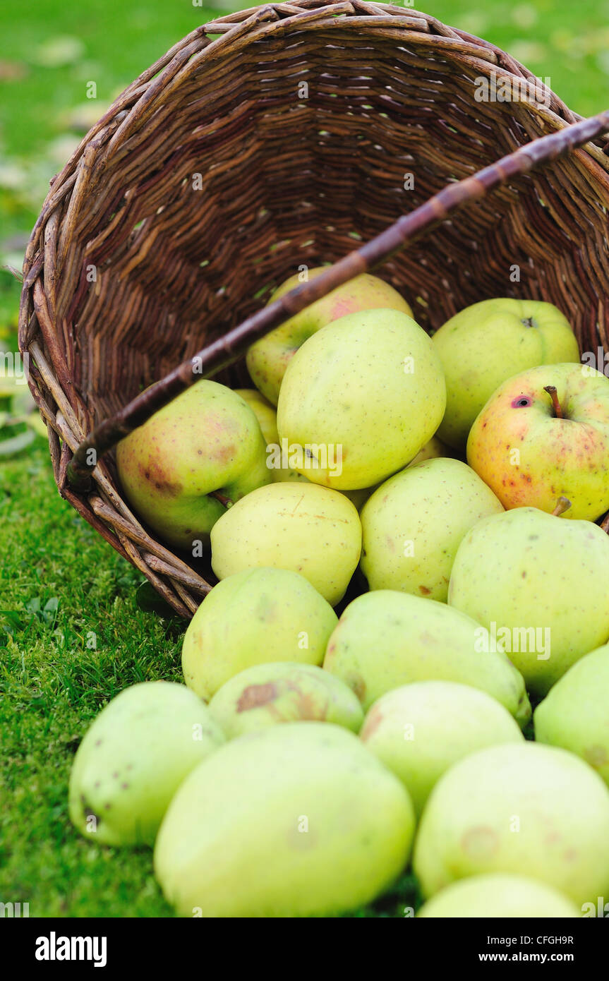 Apple basket rotten hi-res stock photography and images - Alamy