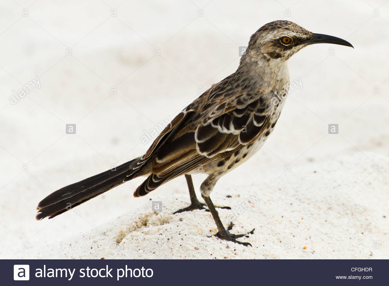 Portrait of an Espanola mockingbird, Mimus macdonaldi Stock Photo - Alamy