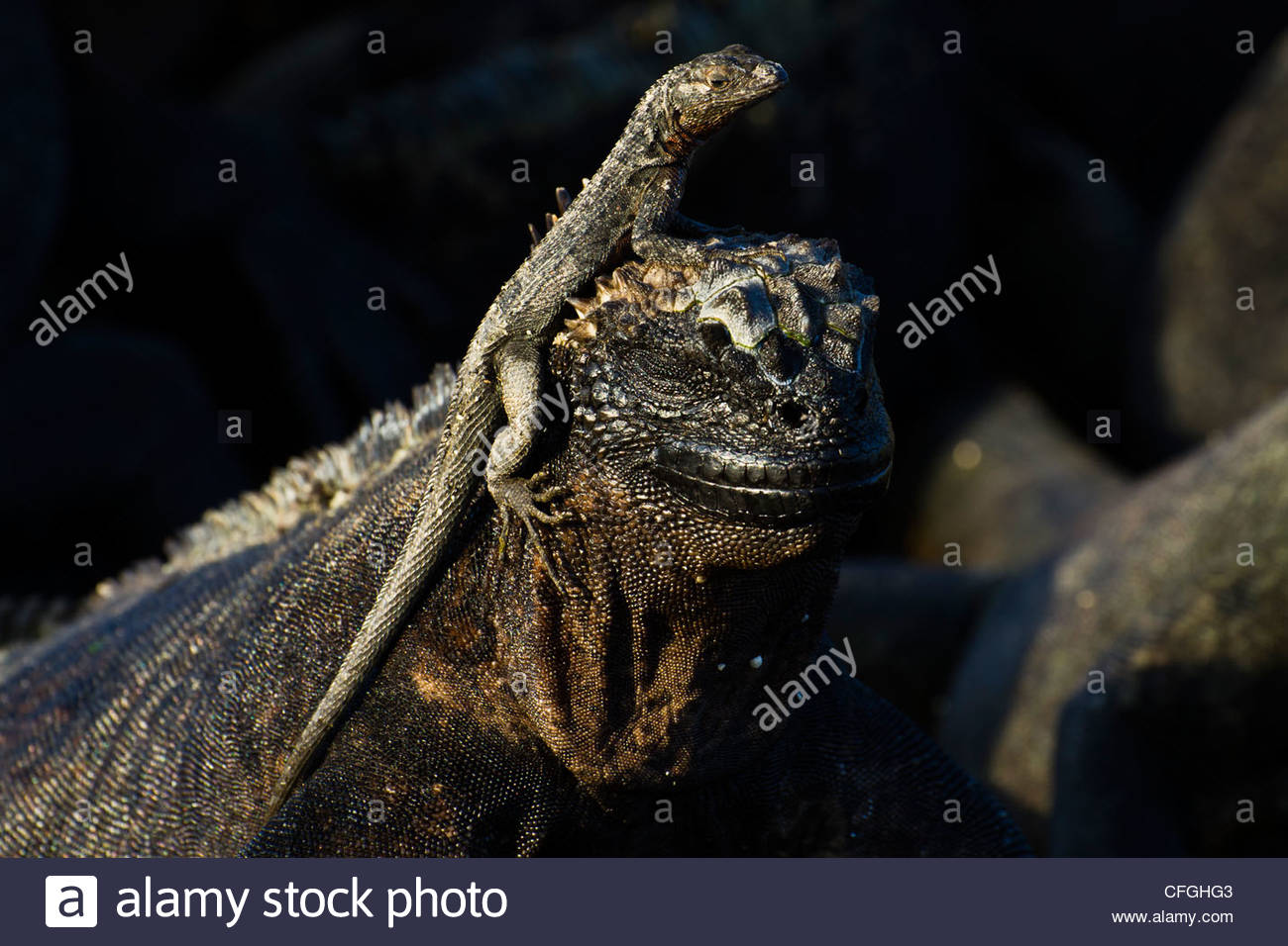 A Galapagos lava lizard on the head of a marine iguana Stock Photo - Alamy