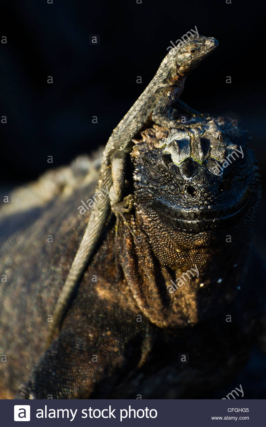 A lava lizard on the head of a marine iguana Stock Photo - Alamy