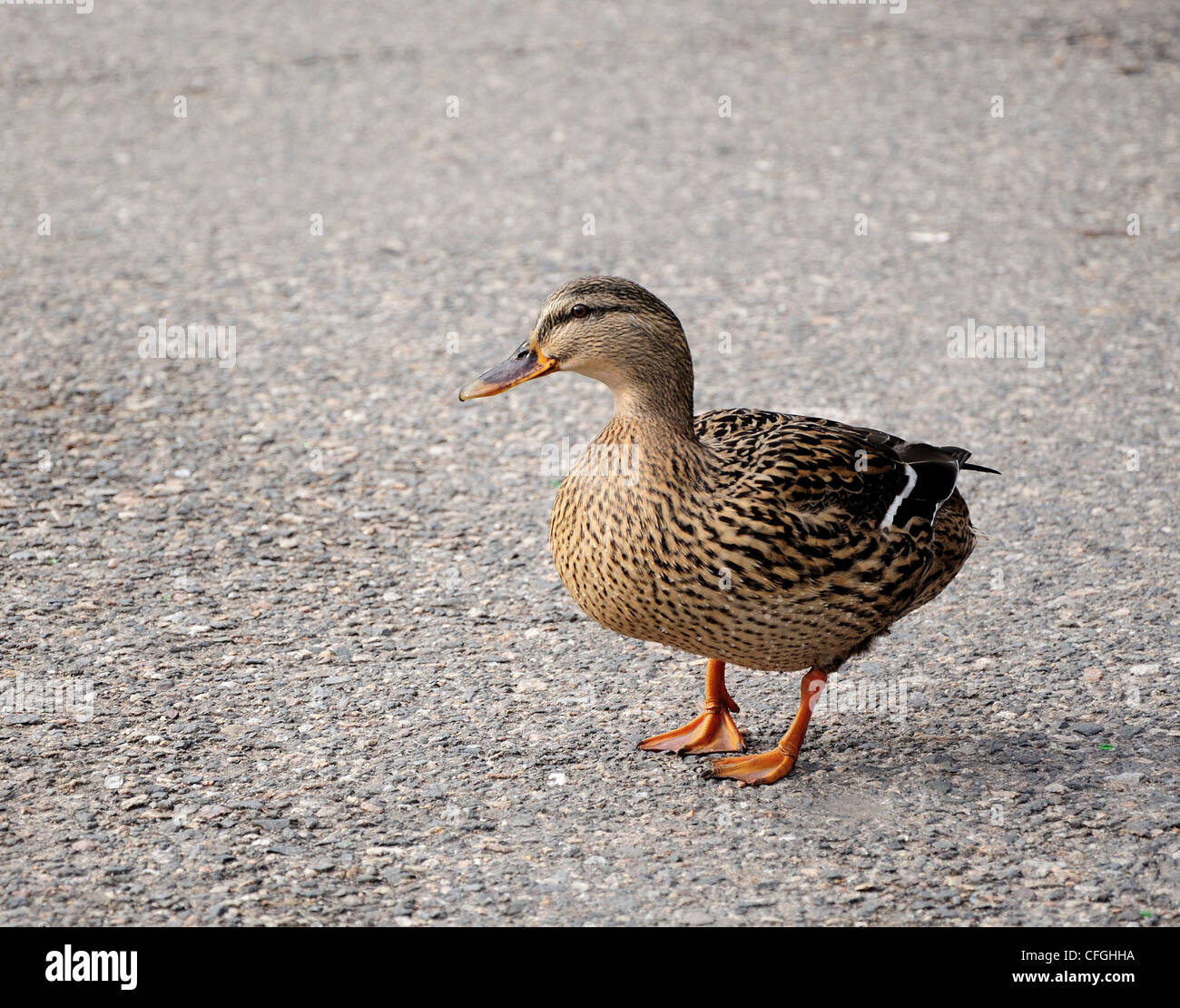 Portrait image of wild duck Stock Photo - Alamy