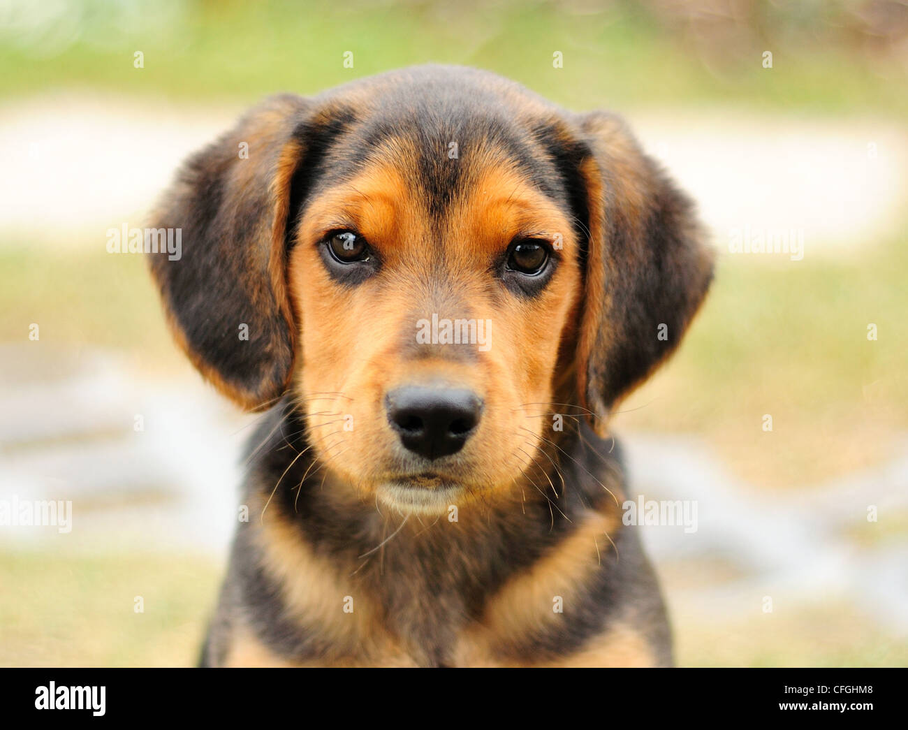 Black Cheagle Puppies