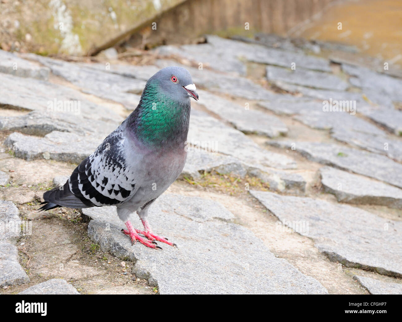 Closeup pigeon hi-res stock photography and images - Alamy