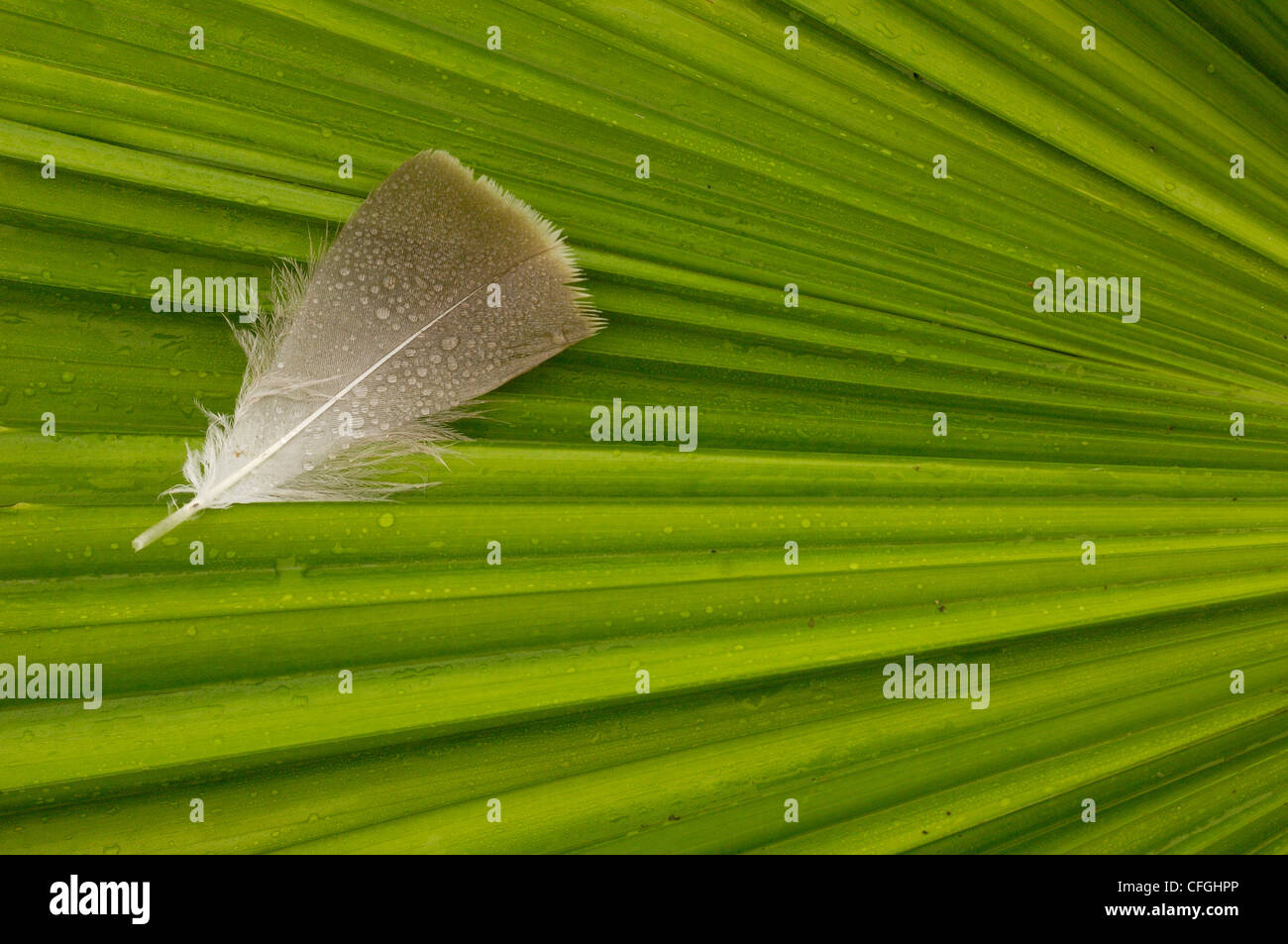 Palm leaf and feather, Lowlands of Western Ecuador Stock Photo - Alamy