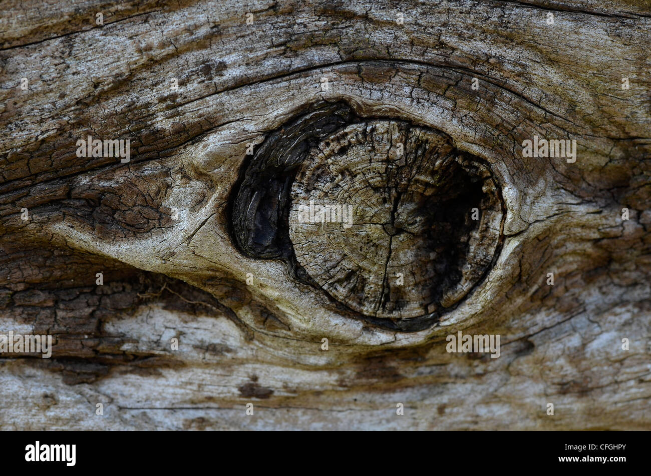 Weathered wooden knot on farm gate. [FOCUS POINT note in Description ...