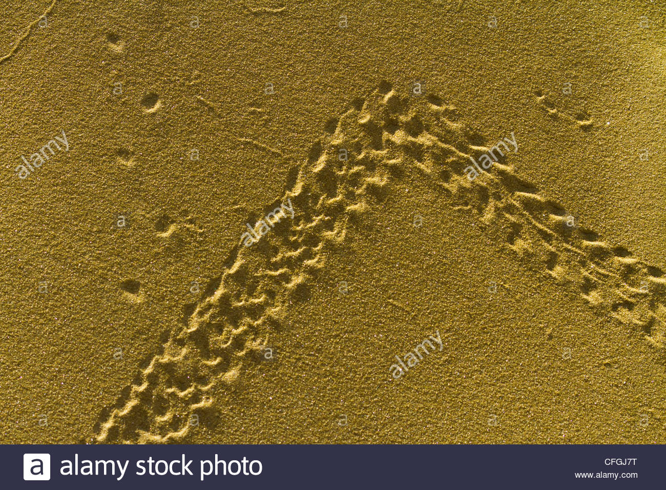 Lizard tracks in sand Stock Photo - Alamy