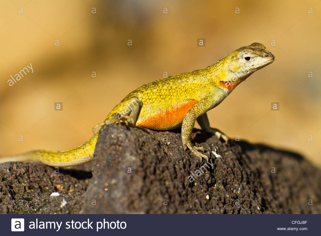 San cristóbal lava lizard hi-res stock photography and images - Alamy
