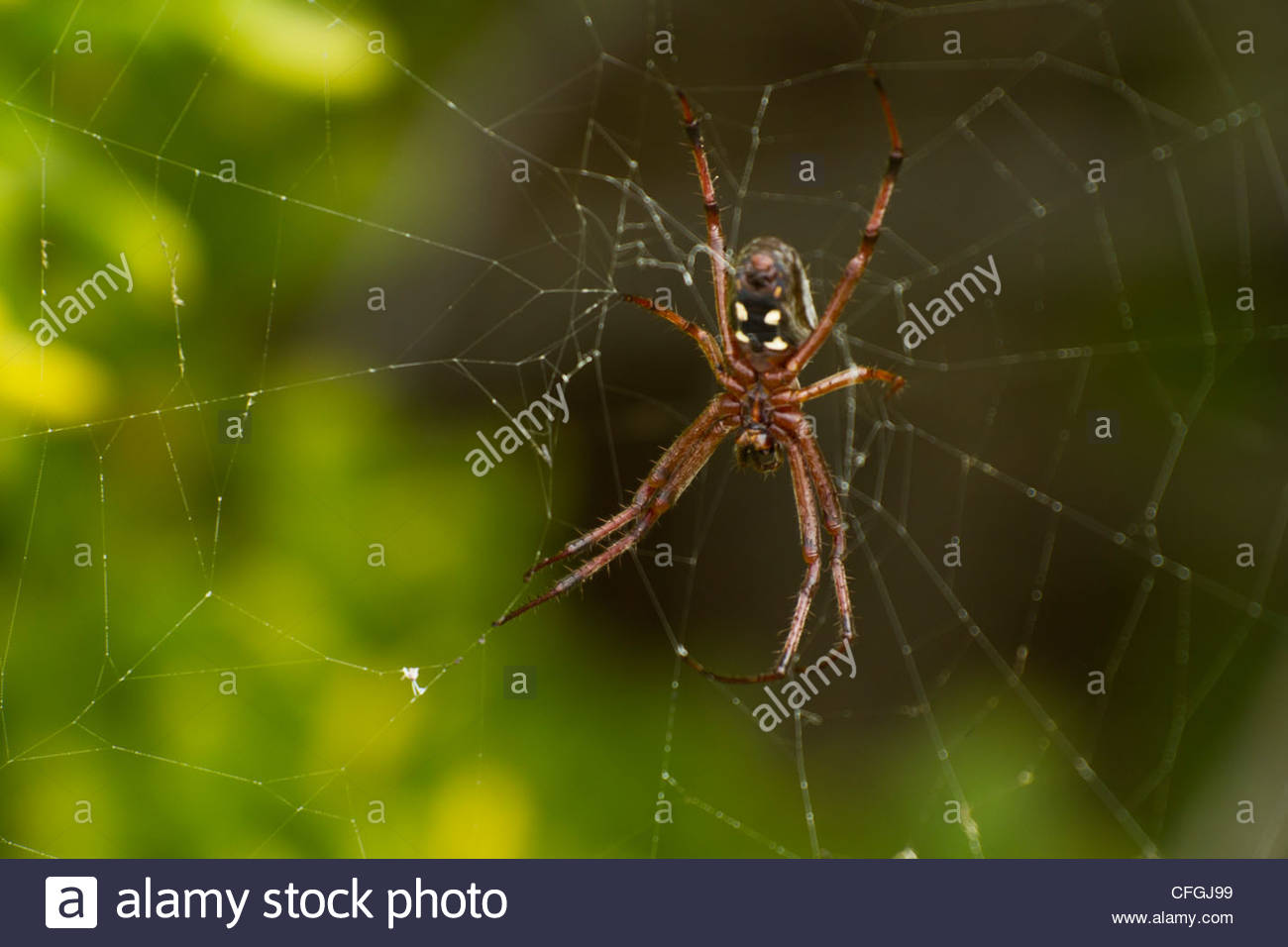A spider clings to its web Stock Photo - Alamy