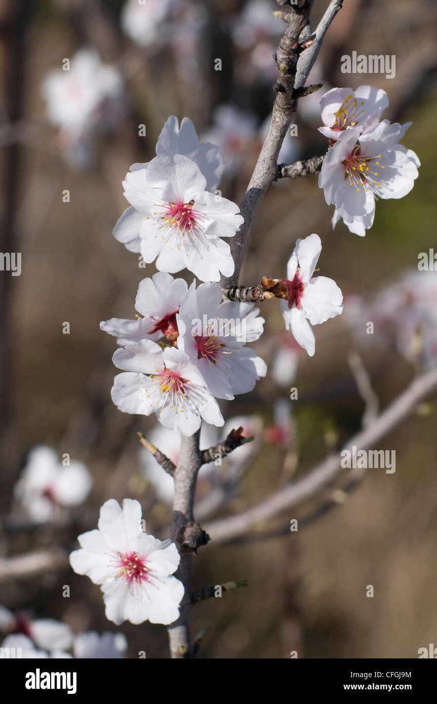 Blossom on an Almond Tree Branch in the South of France Stock Photo - Alamy