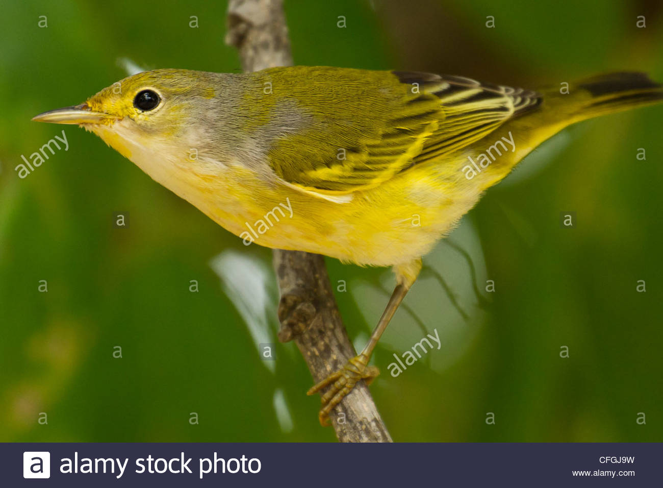 Close portrait of a male yellow warbler Stock Photo - Alamy