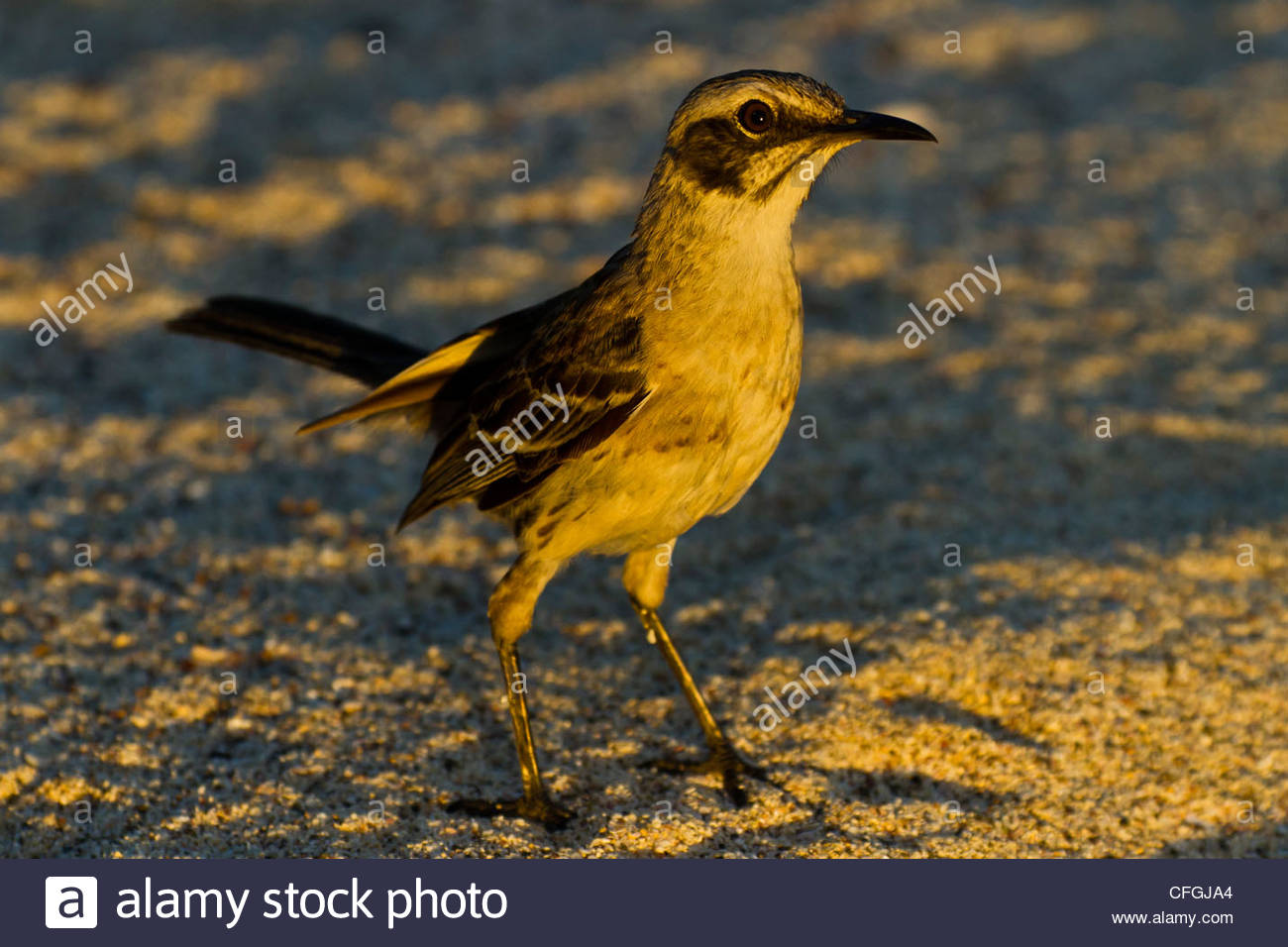 A San Cristobal mockingbird standing in the sand Stock Photo - Alamy