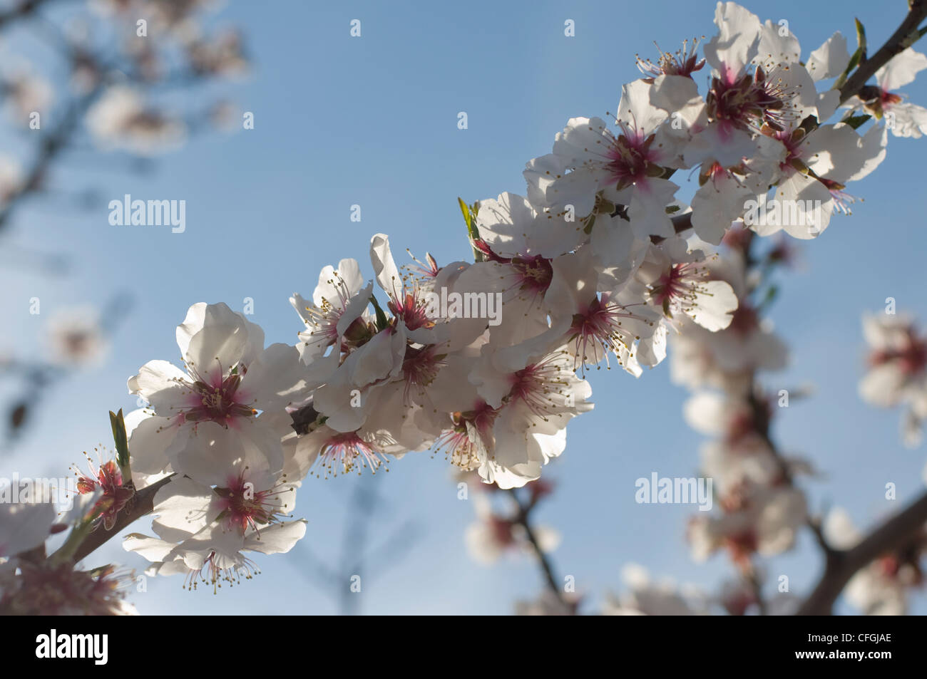 Almond on branch hi-res stock photography and images - Alamy