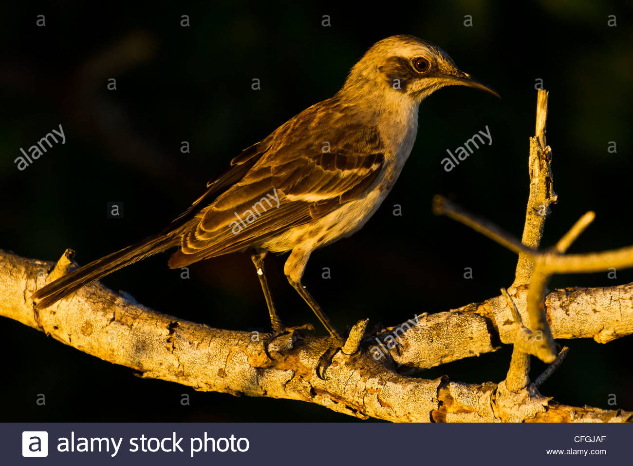 A San Cristobal mockingbird standing on a tree branch Stock Photo - Alamy