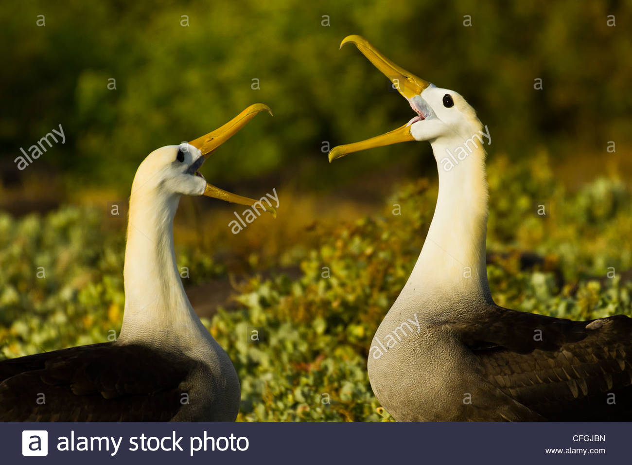 Waved albatross' perform a courtship dance Stock Photo - Alamy