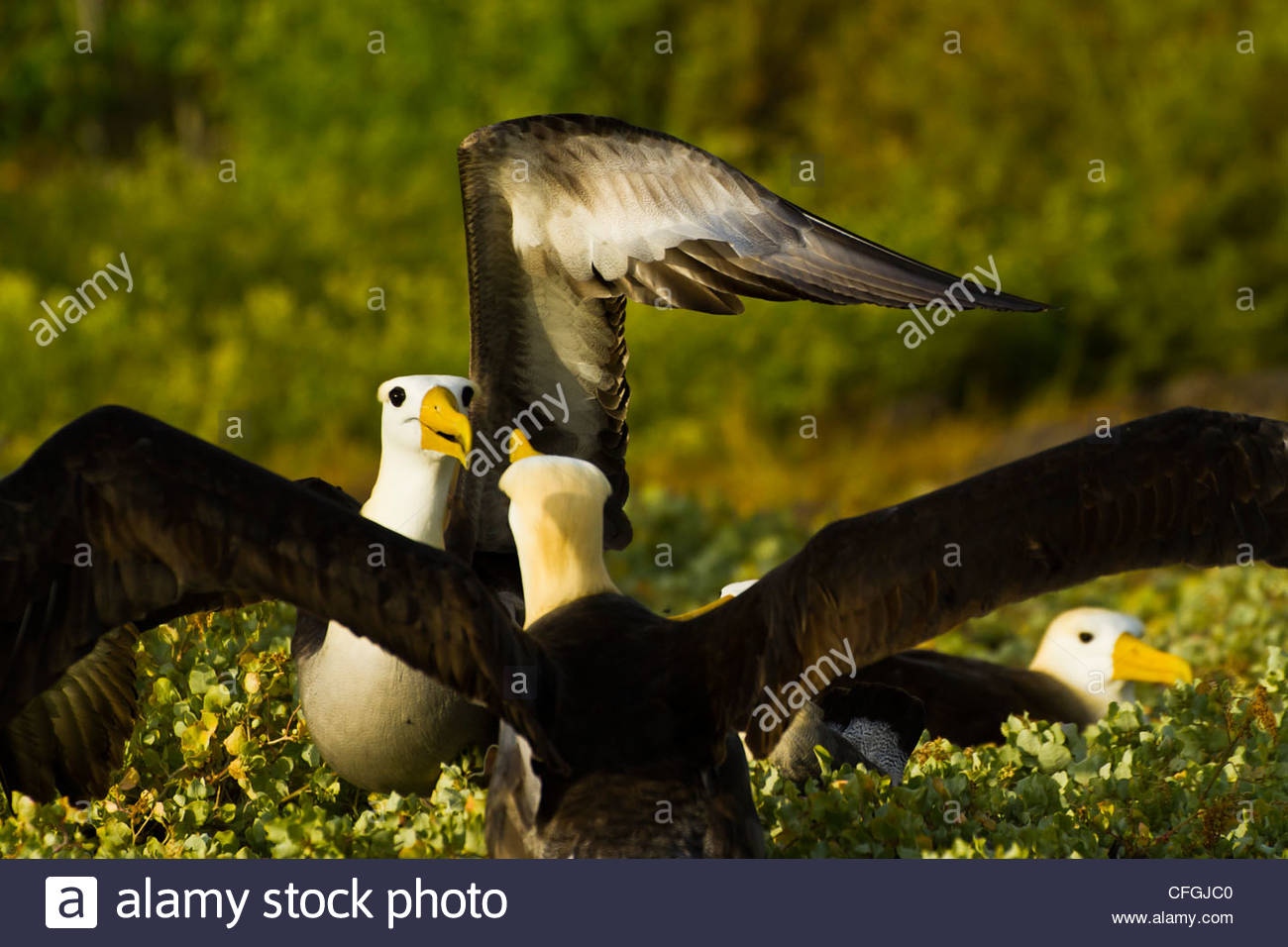 Waved albatross' perform a courtship dance Stock Photo - Alamy