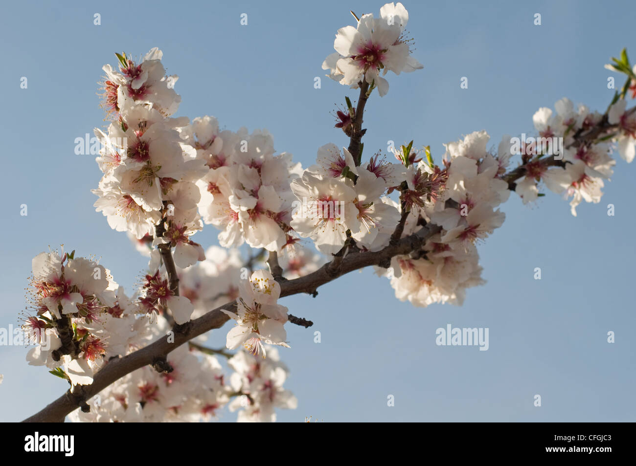 Almond Tree Branch Showing Springtime Blossom In France Stock Photo - Alamy